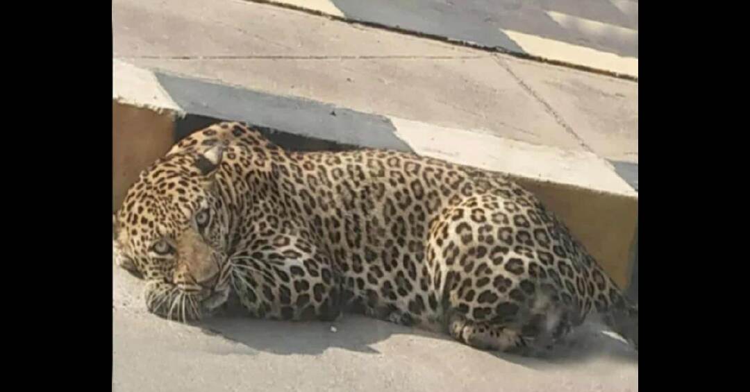 Leopard Spotted In Bengaluru | High Alert In Bengaluru